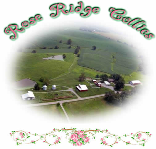 Rose Ridge Collies ~ Home
